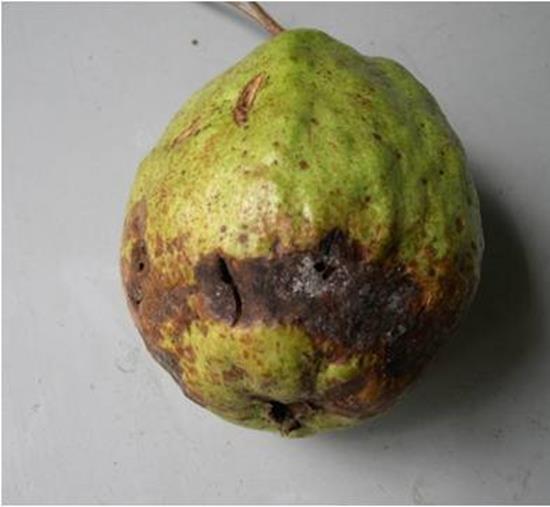 fruit images Object Detection Dataset by Group1Tjes