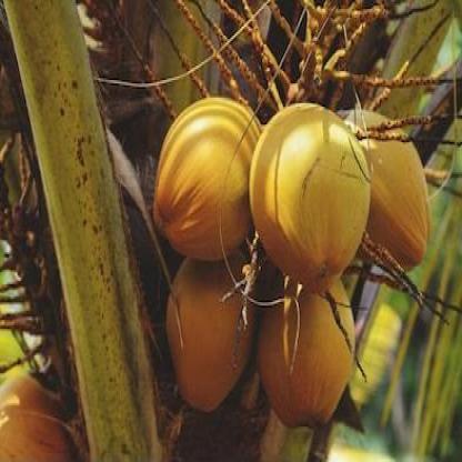 coconut Object Detection Dataset by Group1Tjes