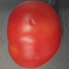 tomato Object Detection Dataset by Group1Tjes