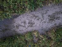 Mold and Bacterial wilt Detection - Roboflow Universe