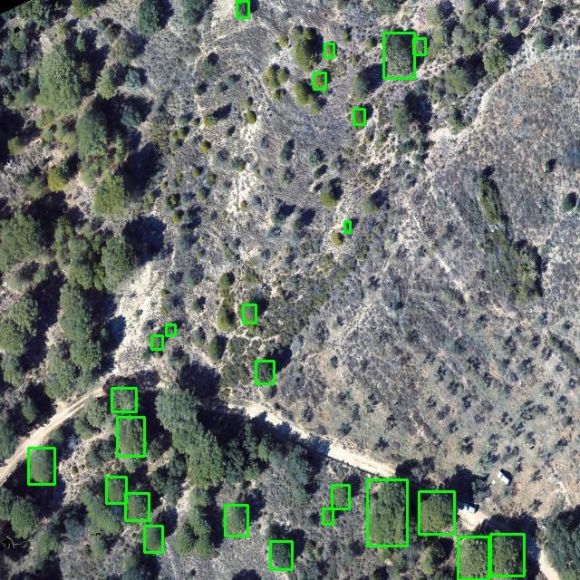 tree detcion yolo5 Object Detection Model by mufakham jah college of engineering and technology