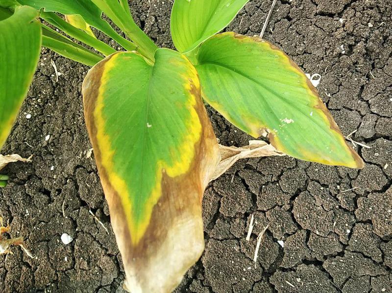 plants Computer Vision Dataset by set