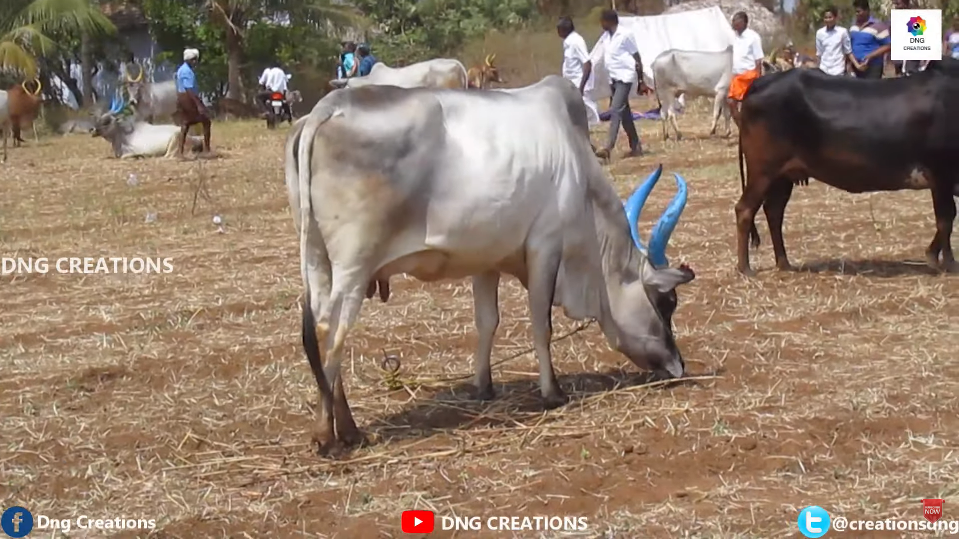 Indian Bovine Breed Recognition Classification Model by Shiv