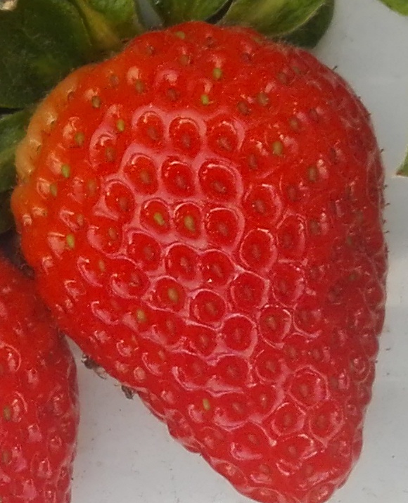 strawberry Instance Segmentation Model by twowheeledvehicle