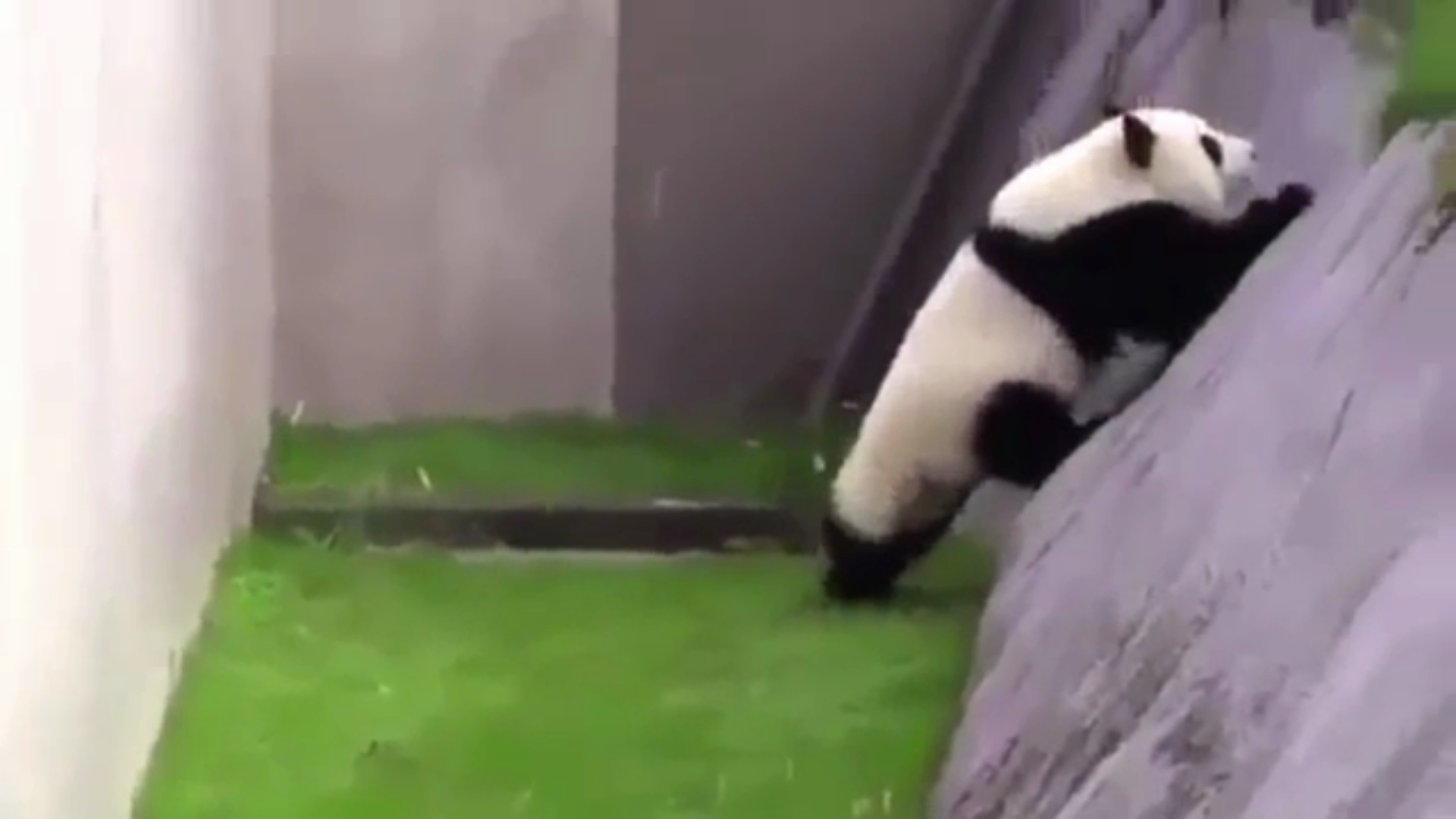 panda Object Detection Dataset by non