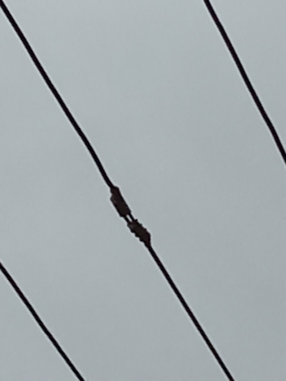 DT moi noi TT Object Detection Dataset by BDPC AI GD2