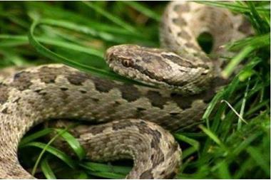 Snake Object Detection Model by Majida Salim