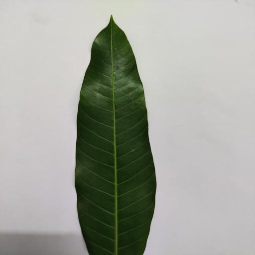Mango leaf Object Detection Model by garbage team
