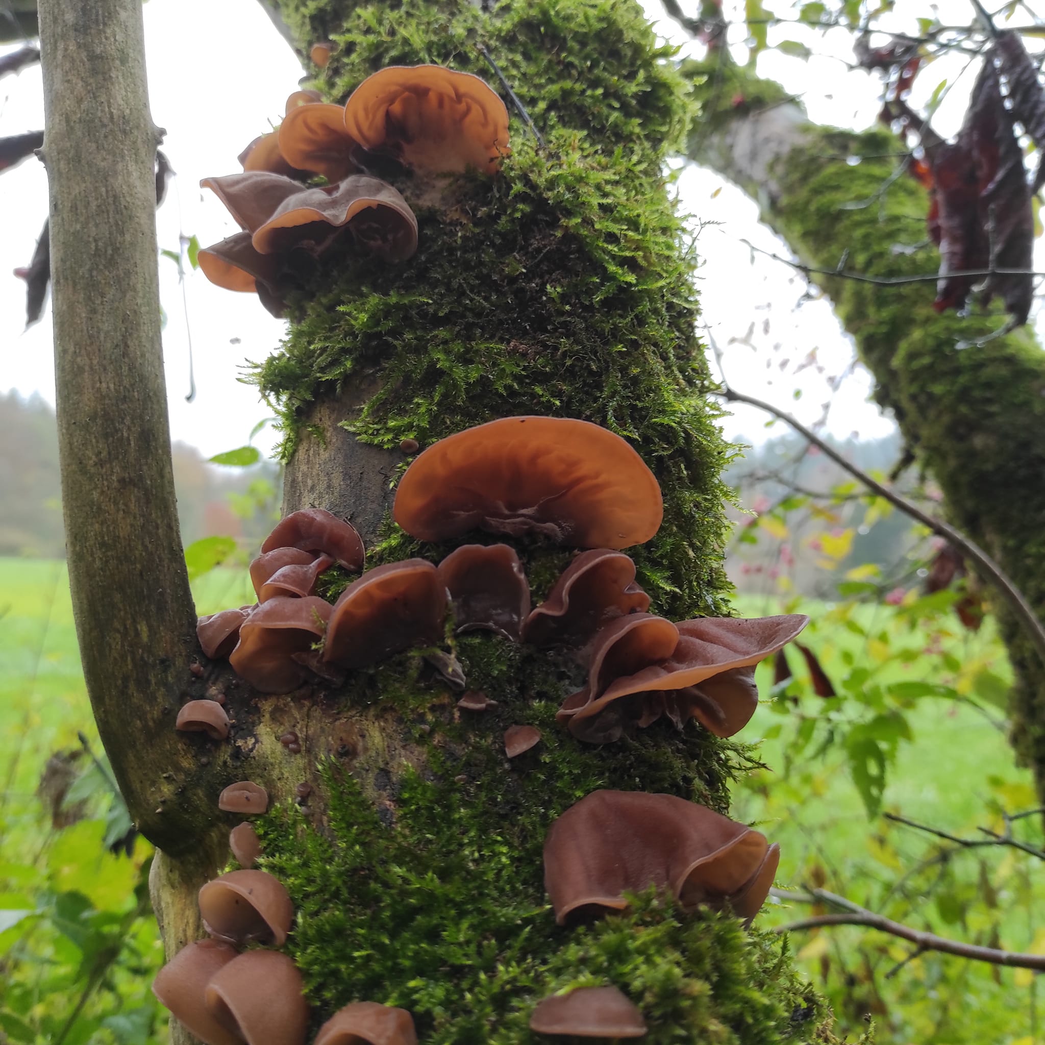 Thanawan Wongwian - Roboflow Universe