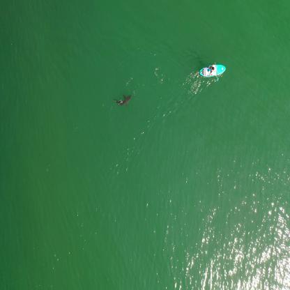 Shark Object Detection Dataset by Dmitry