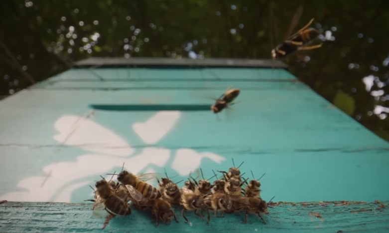 Bugs Picker Instance Segmentation Dataset by vivian p