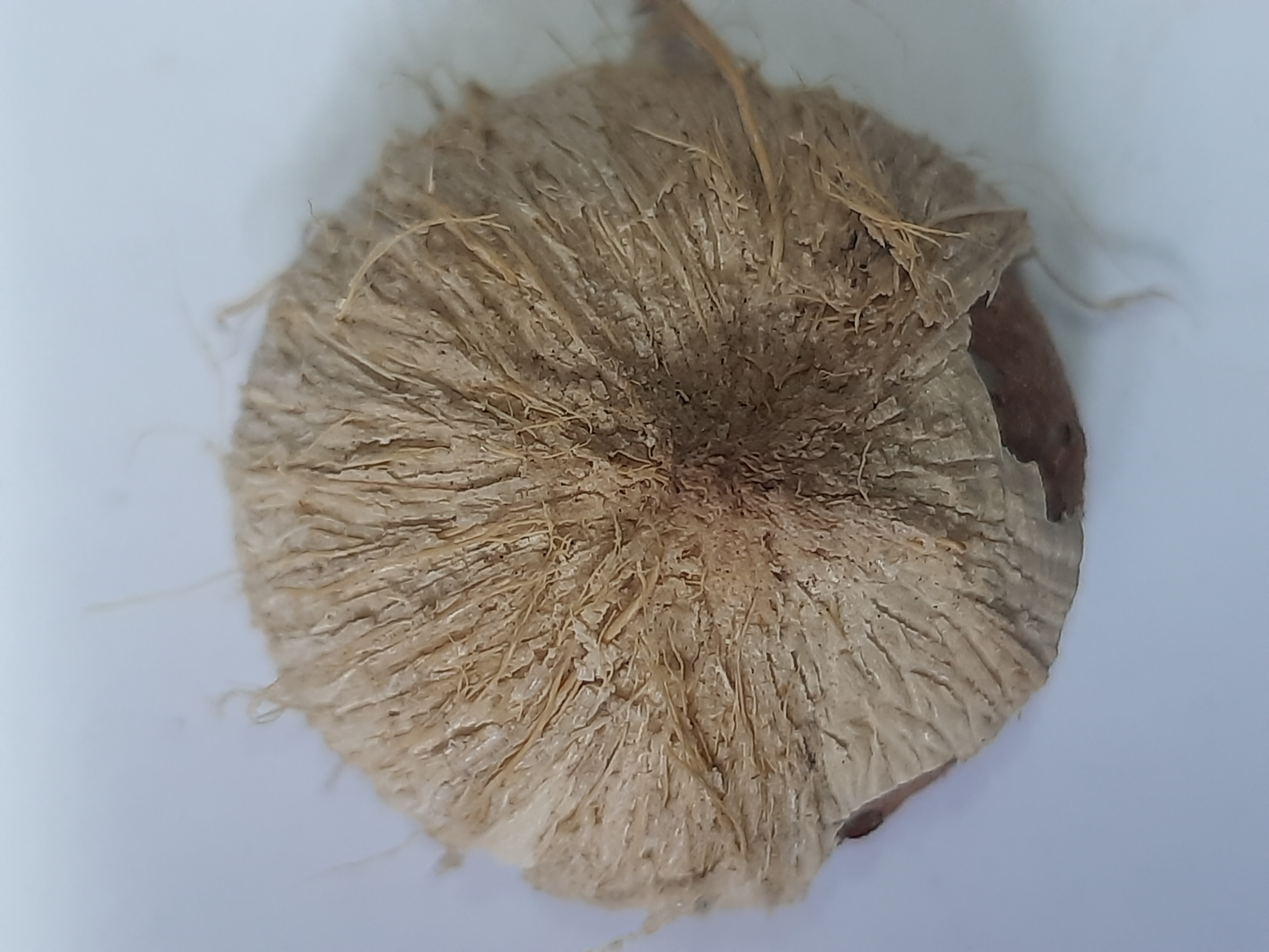 Areca Classification Model by arecanutclassification