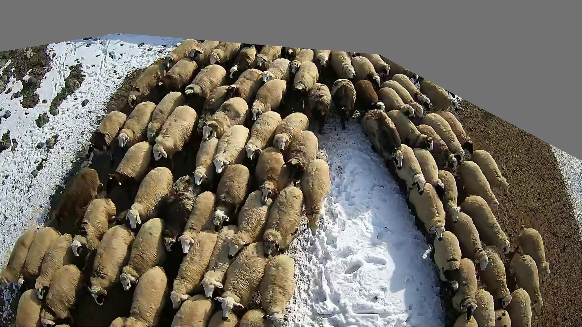 main Instance Segmentation Dataset by surutakibi