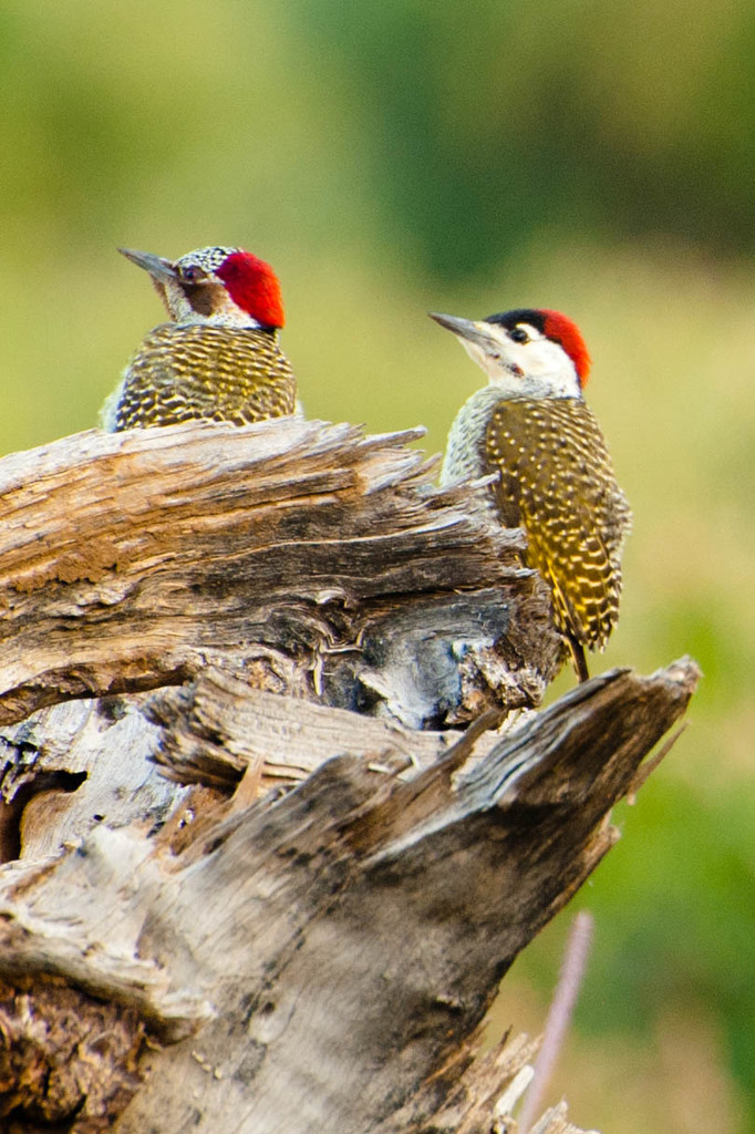 project Object Detection Dataset by myworkspace