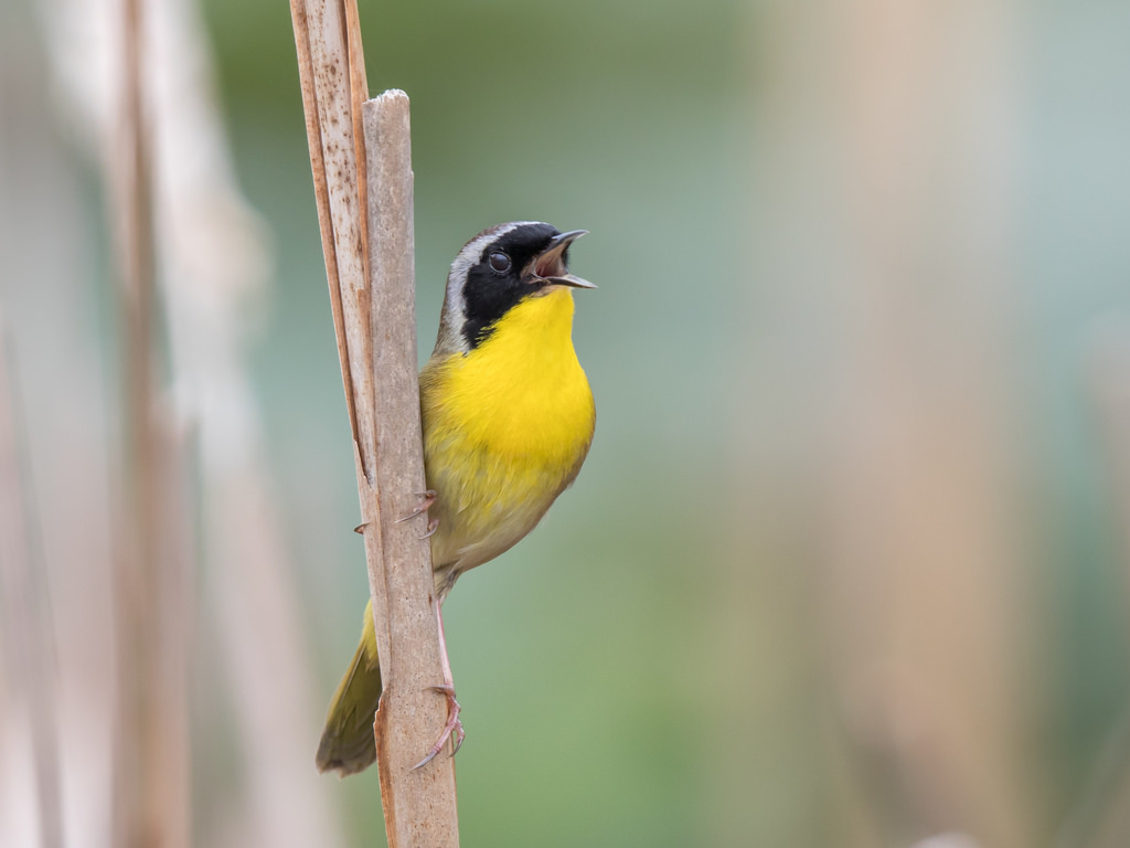 Birdai Classification Model By Bird Ai