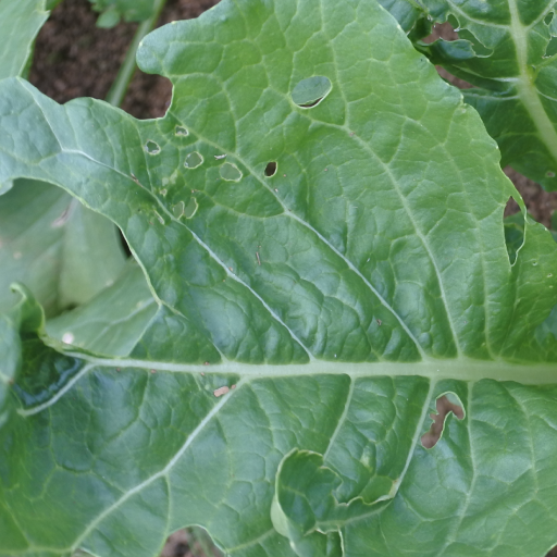 Pest Impact V1 Object Detection Dataset By Cecep