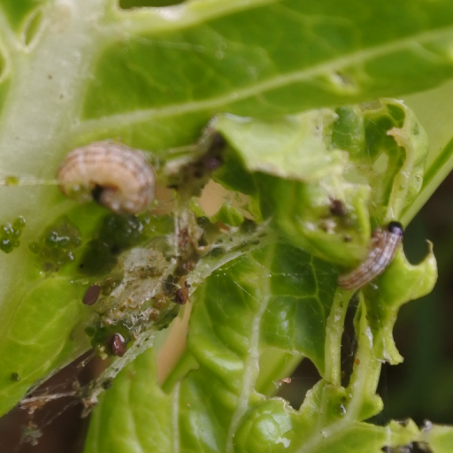 Pest Detection On Caisim Object Detection Dataset By Cecep