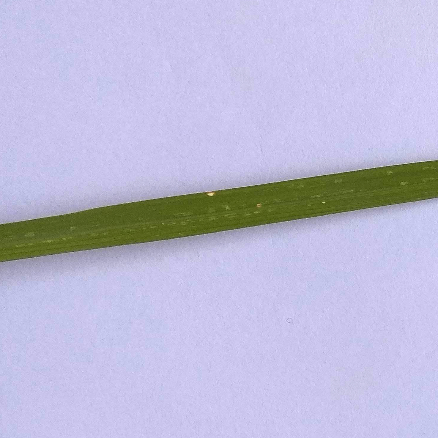 Leaf Detection Instance Segmentation Dataset And Pre Trained Model By