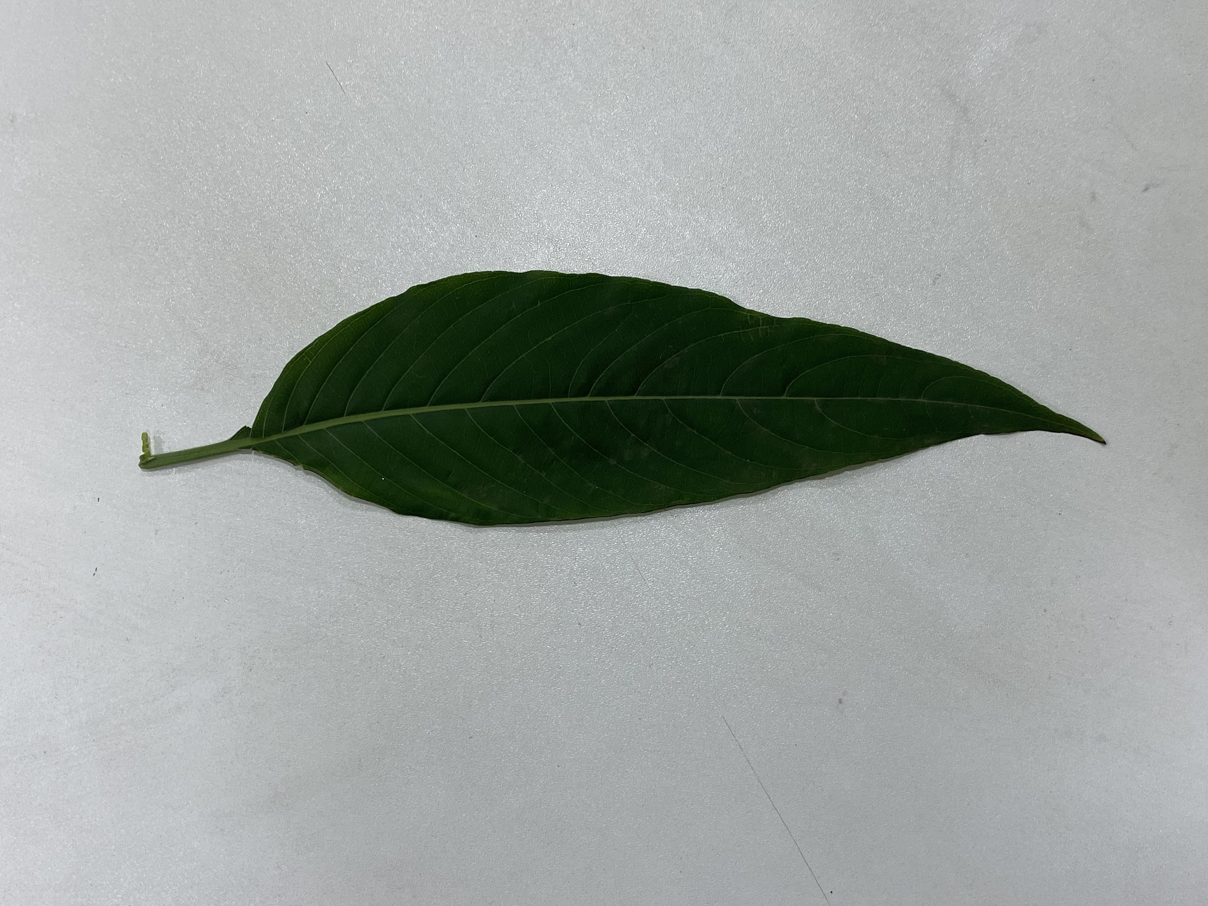 leaf segmentation Object Detection Dataset by Kely