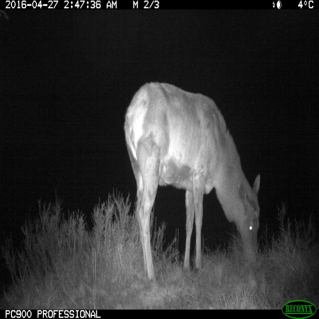 ff Instance Segmentation Dataset by DEER