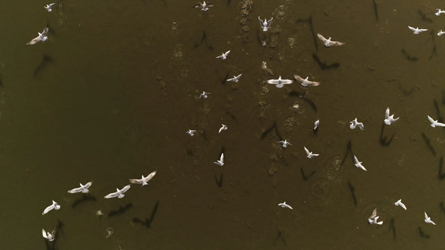 Birds Object Detection Dataset By Birds