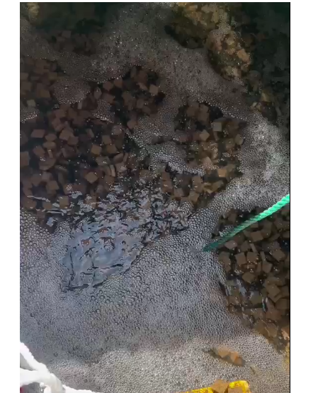 Feather classify Classification Model by china jiliang university