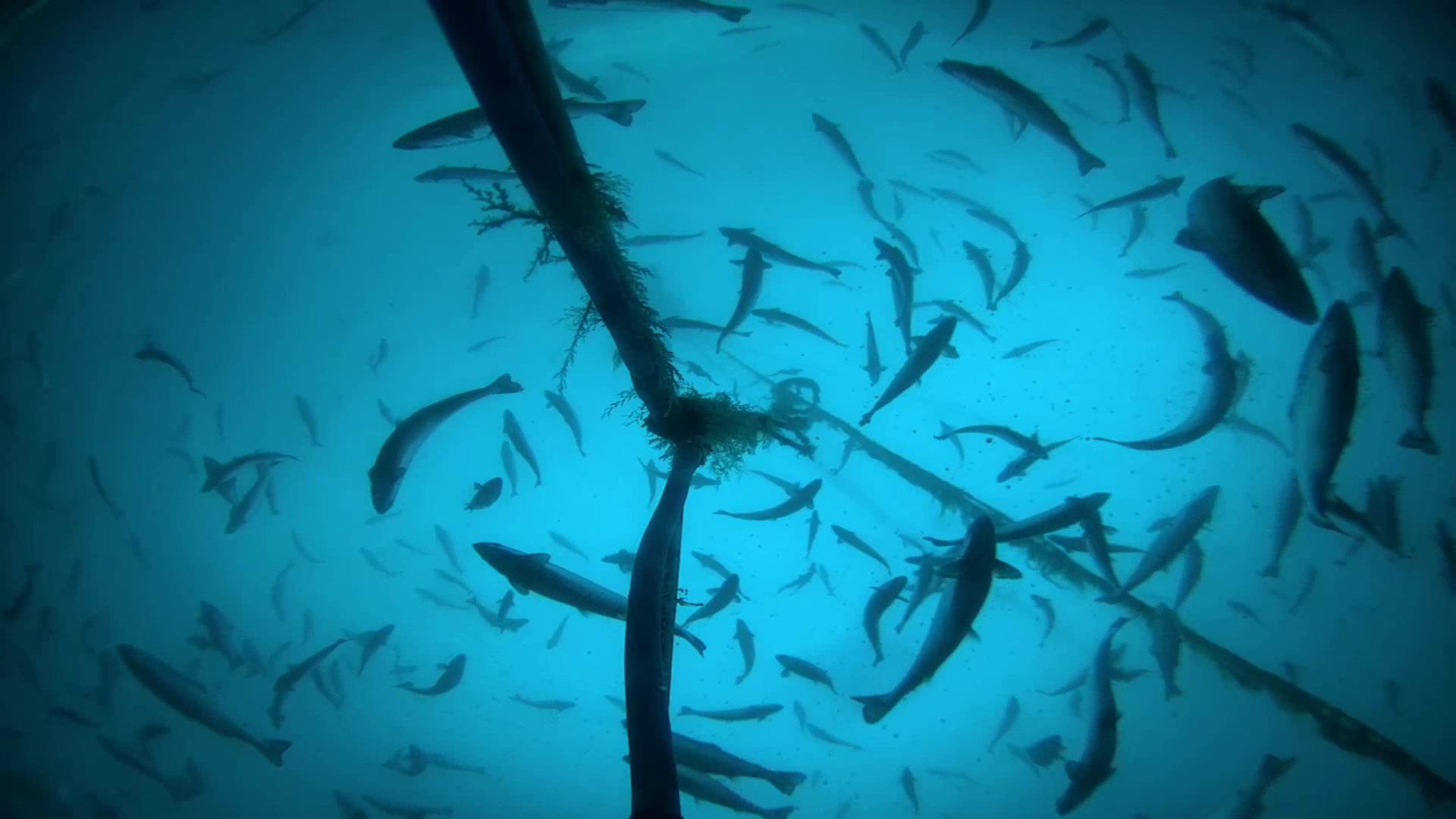 Feed Tracker Object Detection Model by JTElectric