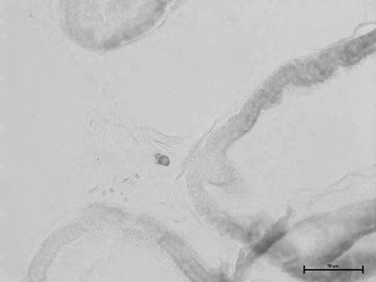 blue Object Detection Dataset by Mastocitos