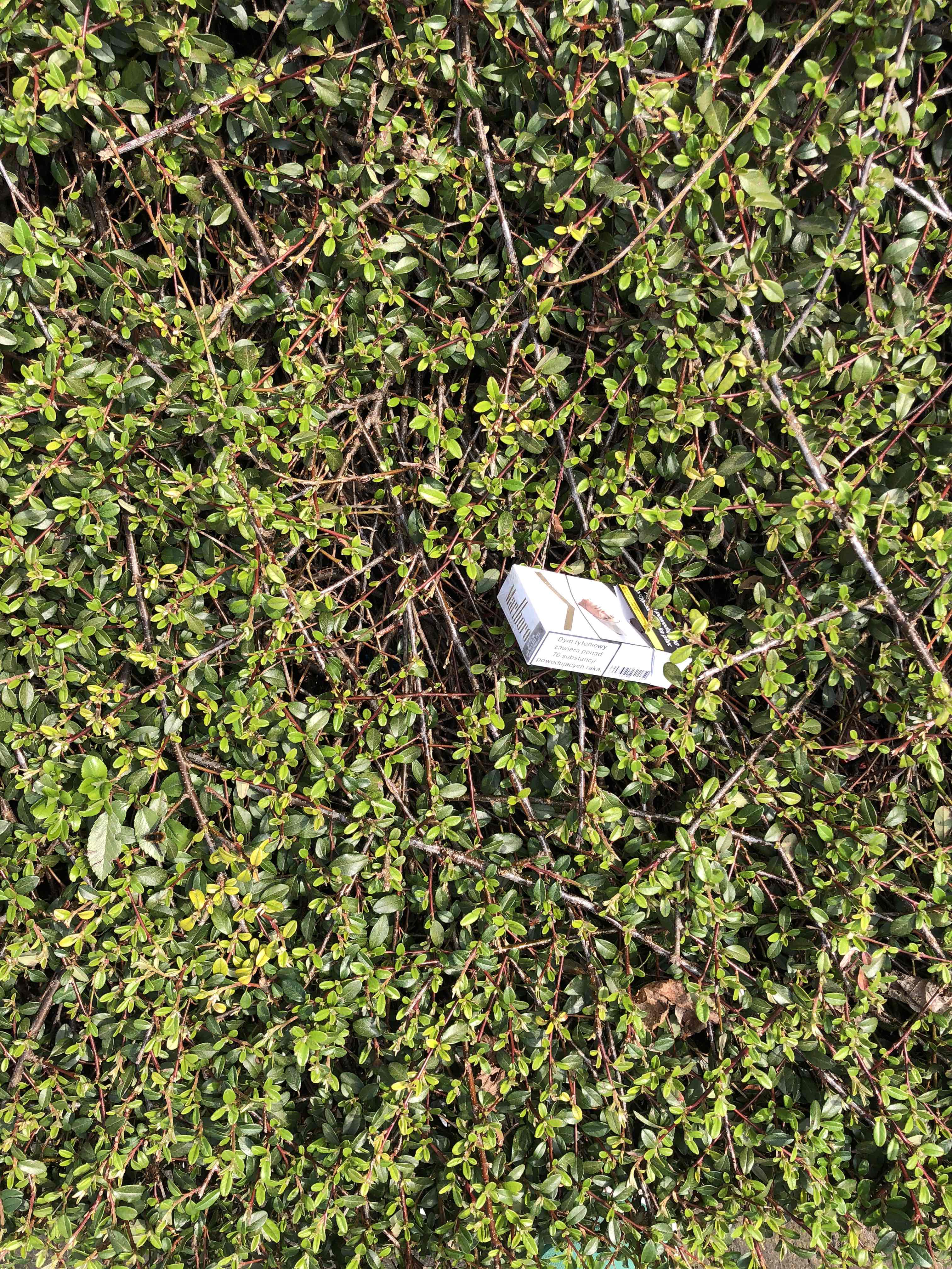 Litter Object Detection Dataset by Litter