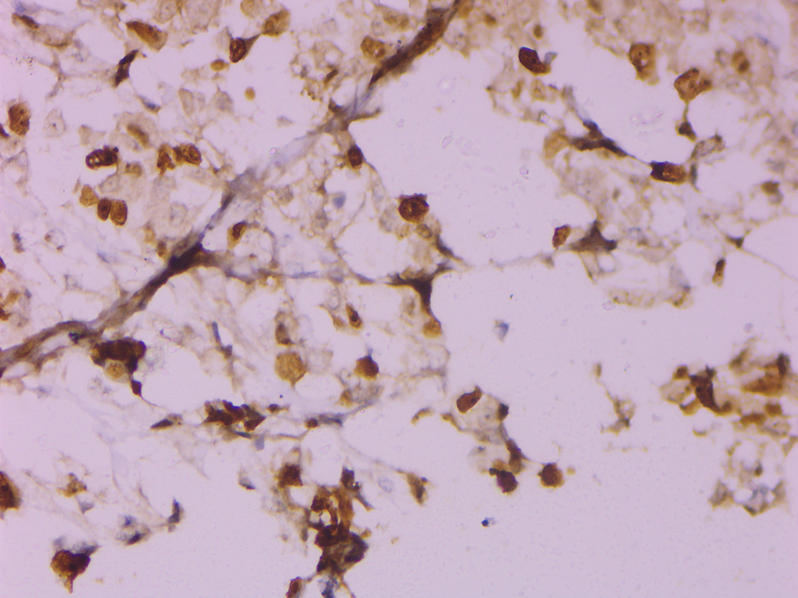 conscious coder - Roboflow Universe