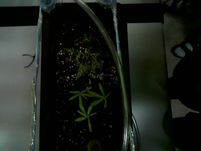 Aiot Plant Object Detection Model By Aiot Plant