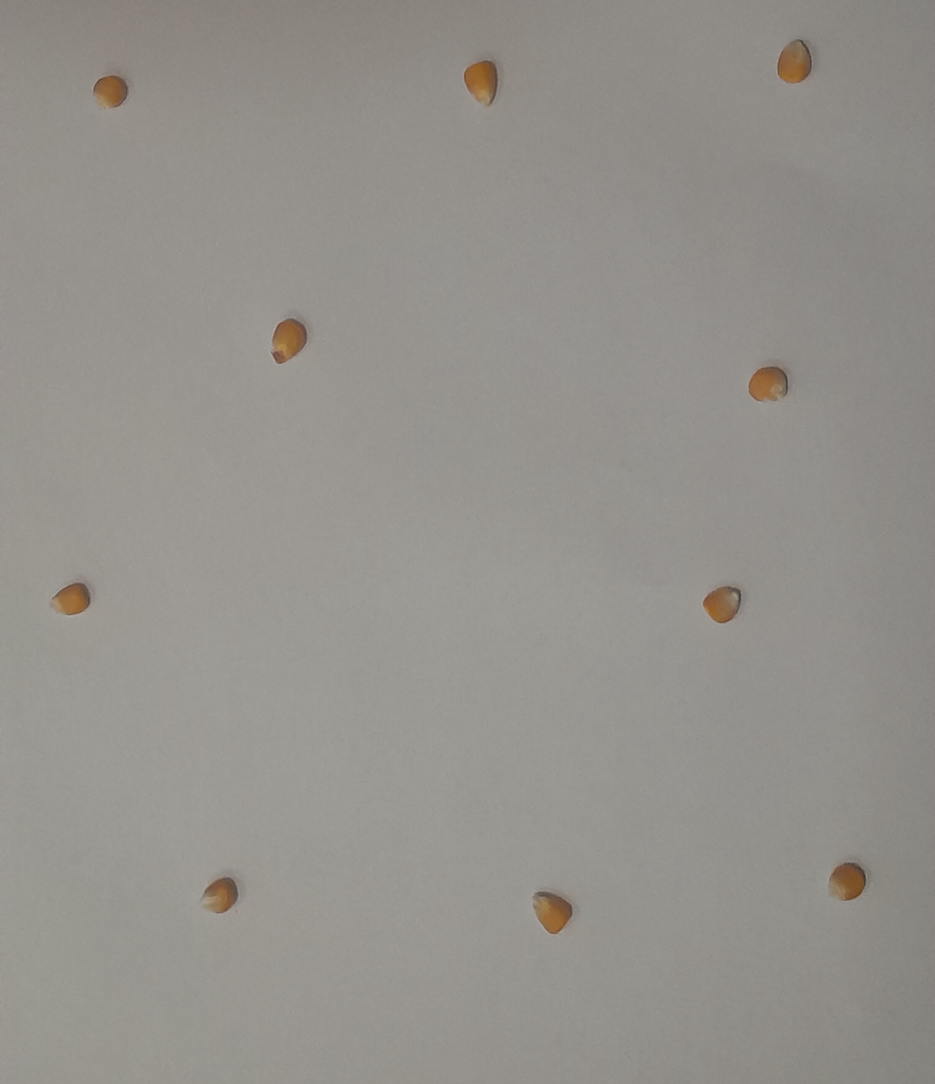 Corn Kernel Detection Object Detection Model by stehling