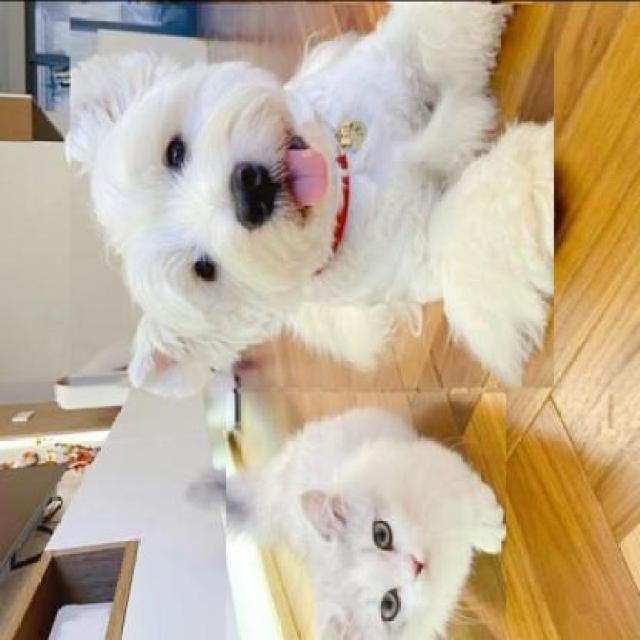 identify dogs and cats Object Detection Dataset (v1, 2025-02-25 10:06pm ... identify dogs and cats Object Detection Dataset (v1, 2025-02-25 10:06pm ...