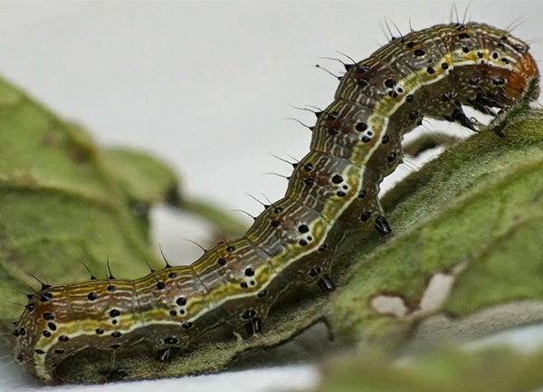 Crop Pest Detection: Fall Armyworm Object Detection Model by Armandos Workspace