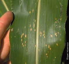 Corn Disease Object Detection Dataset by SDS