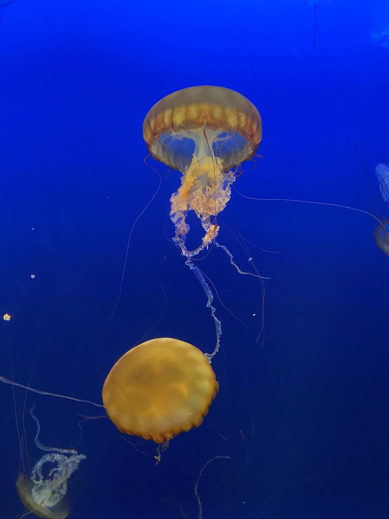 Underwaterobjectdetection Roboflow Universe