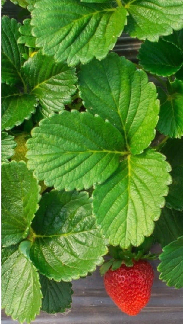 Healty_leaf_data Object Detection Dataset by Sonal Jain