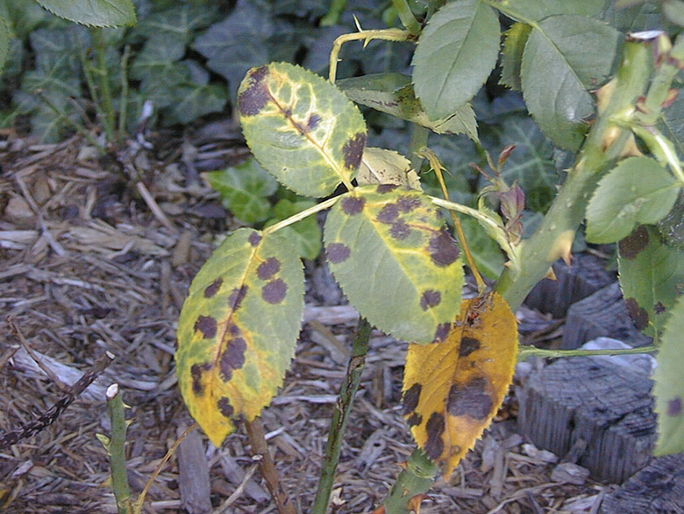 Leaf Segmentation New Instance Segmentation Dataset By Sonal Jain