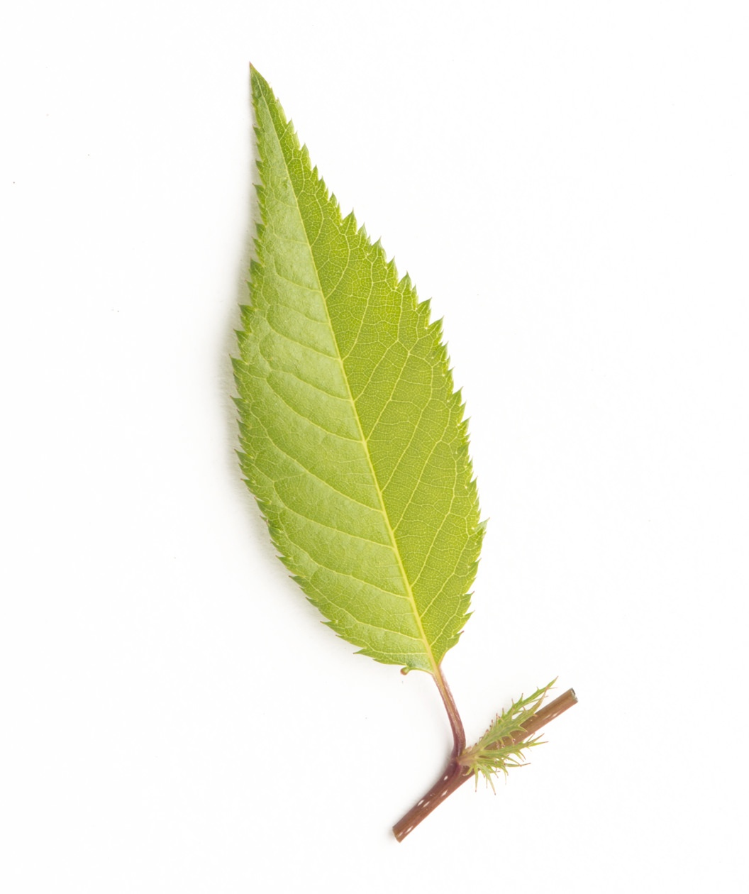 Leaf_instance_Segmentation Instance Segmentation Dataset by Sonal Jain