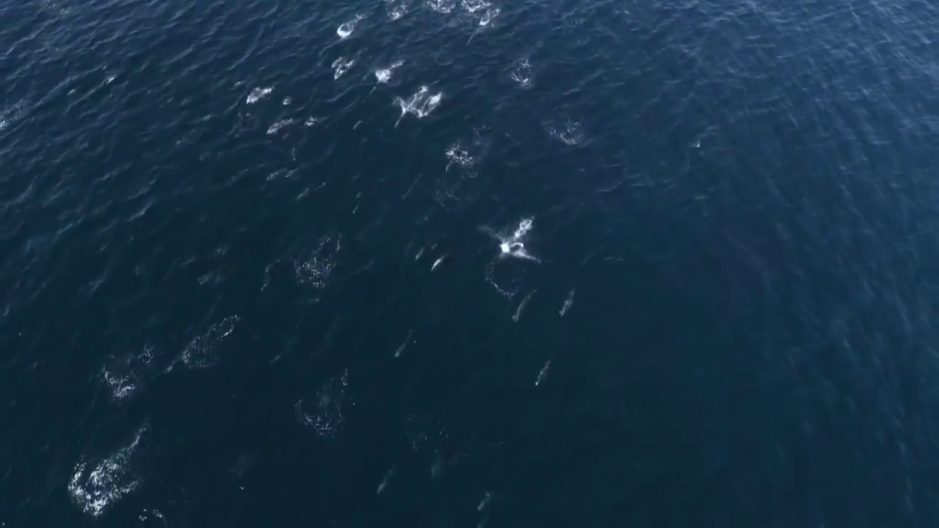 op22_ocean_confirm Object Detection Dataset by itricowork