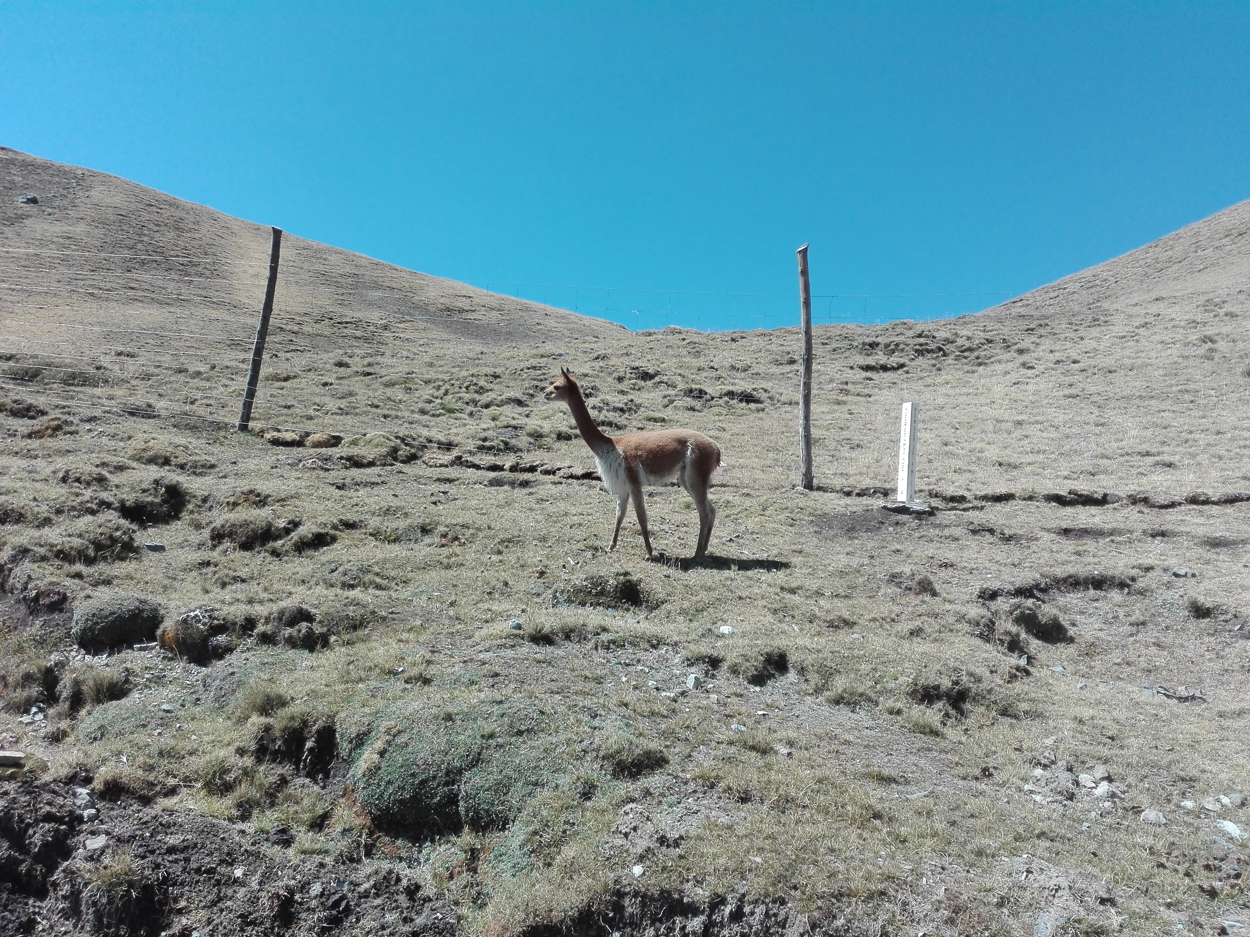 Thesis Object Detection Dataset by Self Learning