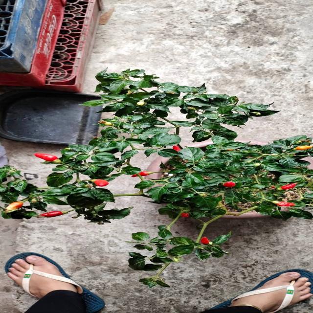 Chili Pepper Detection Instance Segmentation Dataset And Pre Trained