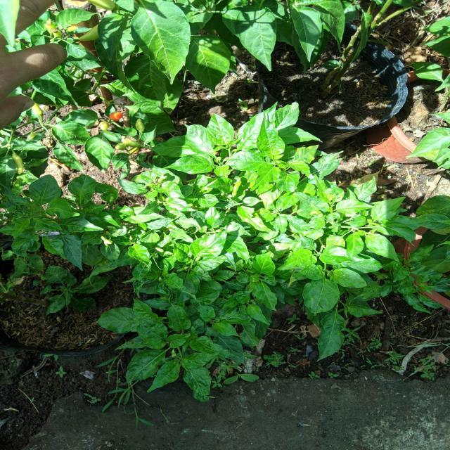 siliiii Instance Segmentation Dataset by Cebu Technological University