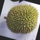 durian Object Detection Dataset by Hoc
