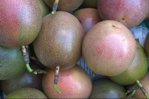 Passion Fruit Object Detection Dataset by AICOMPUTER VISION