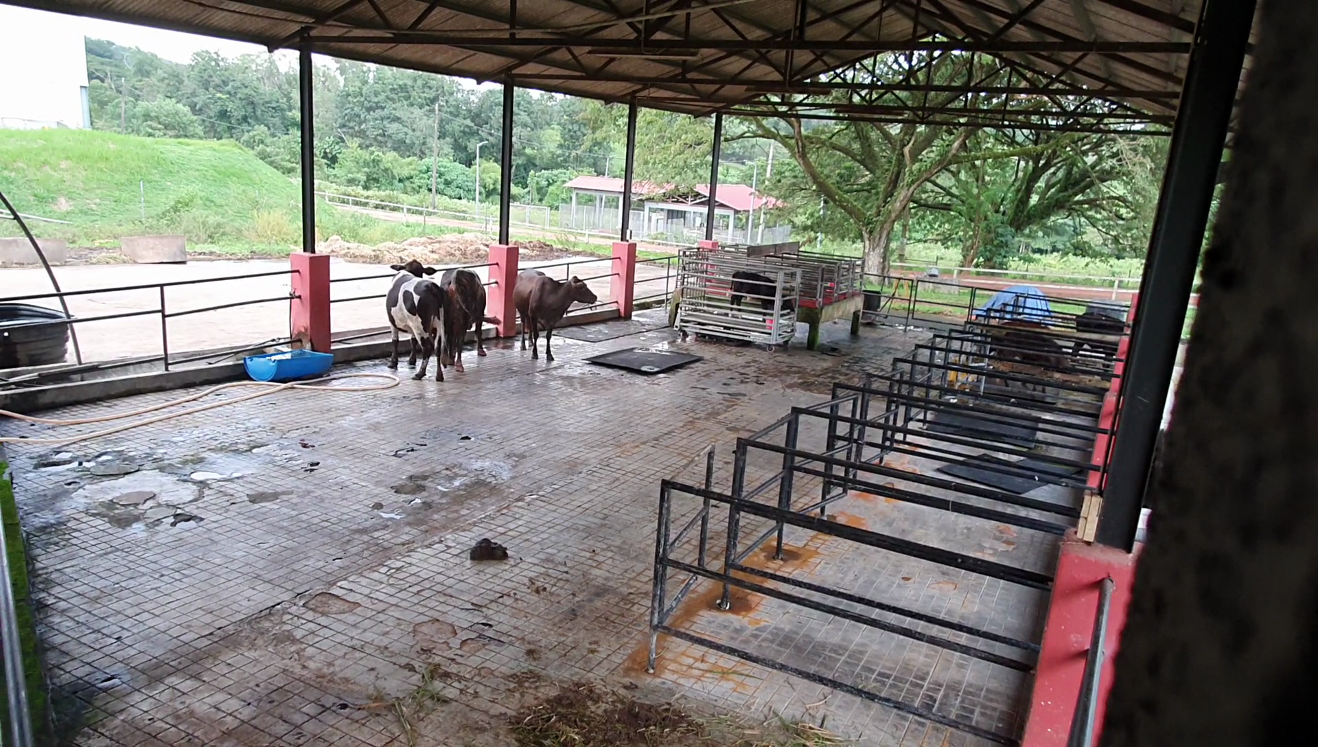 Cow Estrus Detector Object Detection Model by FYP2