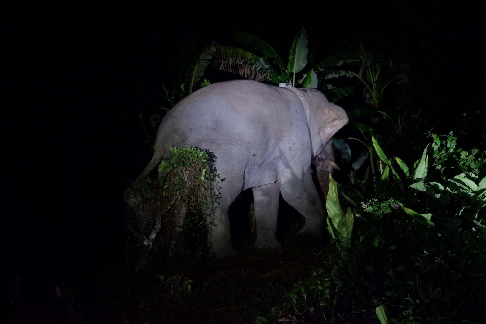 Elephant AI Object Detection Dataset by Nattaya Kongyim