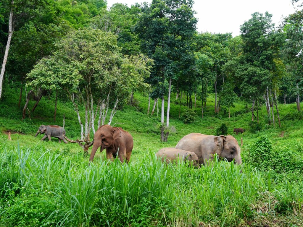 Elephant Detection New Object Detection Dataset By Nattaya Kongyim
