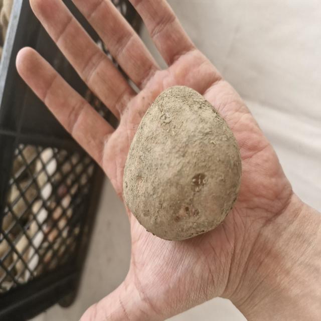 potato Object Detection Model by verduras1