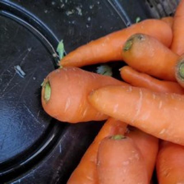 carrot Object Detection Dataset by verduras1